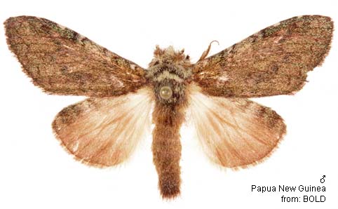 Papua Insects Foundation (Lepidoptera/Notodontidae/Syntypistis papuana)